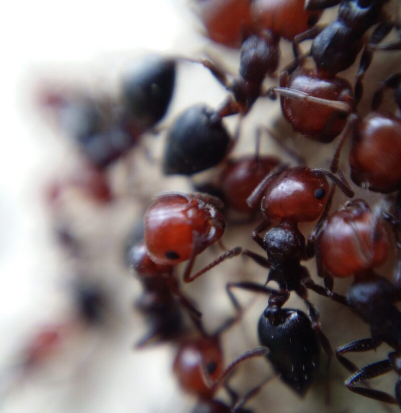 Full Kit - SmartMicroOptics